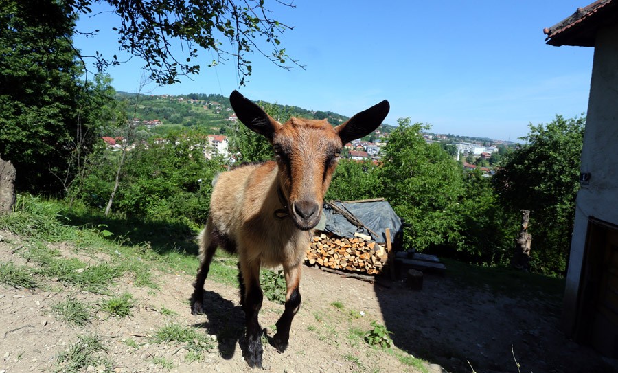 "Kod vas se baš BLEJI" Koze na terasi u centru grada slatko nasmijale ...
