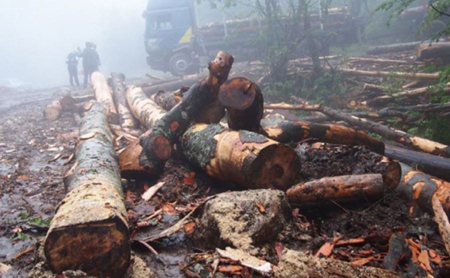 “DIJETE JE NEUTJEŠNO PLAKALO” Vrba usmrtila djeda pred očima unuka ...