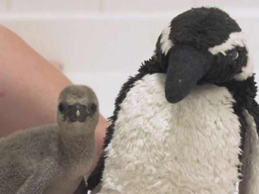 RAZNJEŽIĆE VAS Beba pingvin odrasta u INKUBATORU (VIDEO) - Srpskainfo