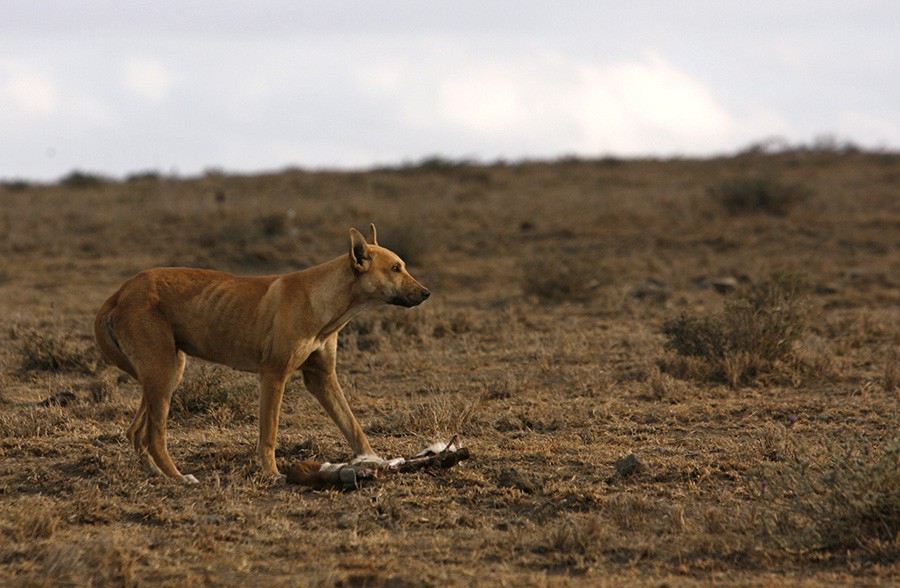 Divlji psi napali ženu u rudniku - Srpskainfo