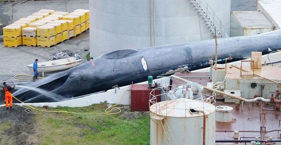 SPREMLJEN KAO DELIKATESA Nakon više od 50 godina ubijen rijedak plavi ...