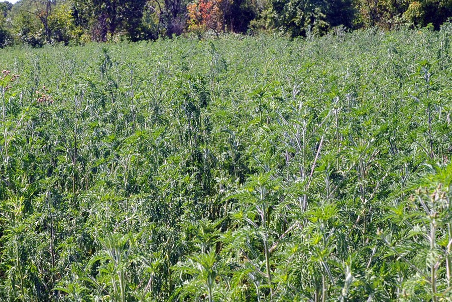 INSEKT RJEŠENJE ZA AMBROZIJU Čak u 82 odsto slučajeva smanjuje dejstvo ...