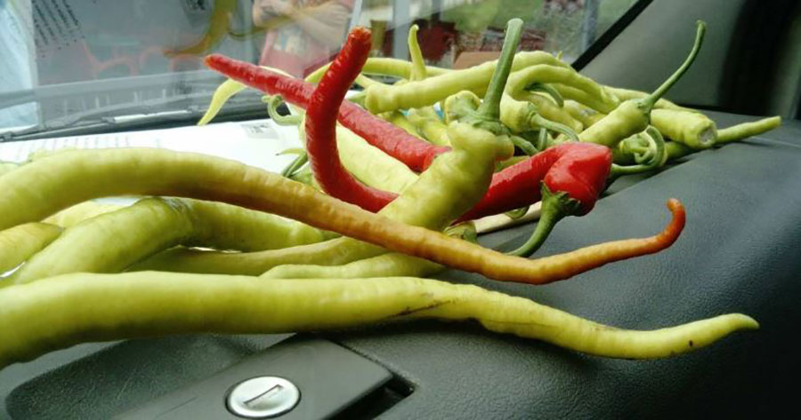 FEFERONI PRETENDUJU DA POSTANU PRAVI HIT Desetine tona ljute papričice ...