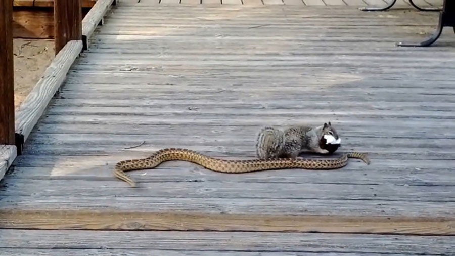 EPSKI OKRŠAJ Jedan od najopasnijih predatora današnjice PODVIO JE REP ...