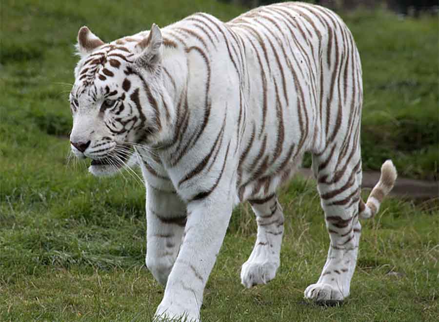 Bijeli tigar USMRTIO čuvara zoološkog vrta u Japanu - Srpskainfo