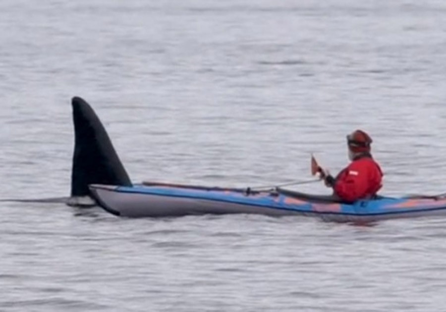 POZDRAV IZ VODE Kit ubica izronio nekoliko centimetara od čovjeka u ...