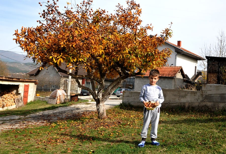 NAJLJEPŠE STABLO MUŠMULE U VIŠEGRADU I kada su suše rađa KRUPNE PLODOVE ...