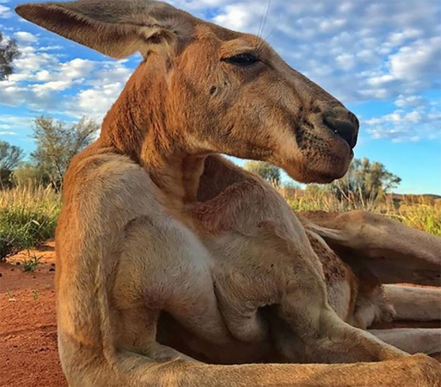 Preminuo najpoznatiji KENGUR na svijetu: Mišićava zvijezda interneta ...