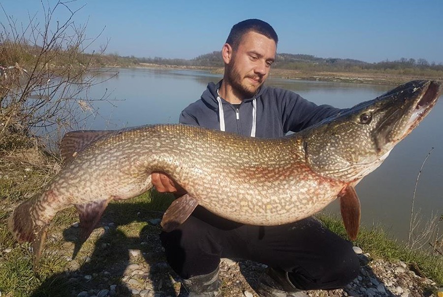 NEVJEROVATAN PODVIG Mladić u Vrbasu ulovio ŠTUKU REKORDERKU - Srpskainfo