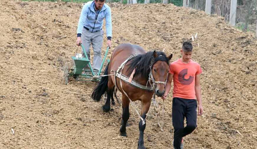 TRADICIJA DUGA VIŠE OD 80 GODINA Mustafin konj Putko u sezoni zna ...