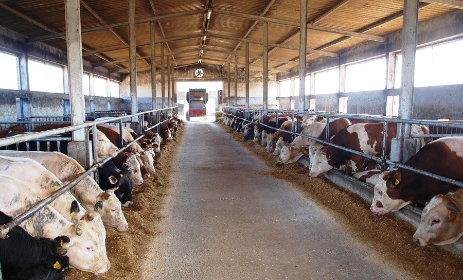 PUNE FARME, A KUPACA NIGDJE Neizvjestan plasman bikova i junadi u ...