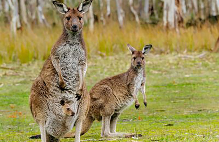 BJESNI BUKTINJA U AUSTRALIJI Kengur pobjegao od požara u bazen - Srpskainfo