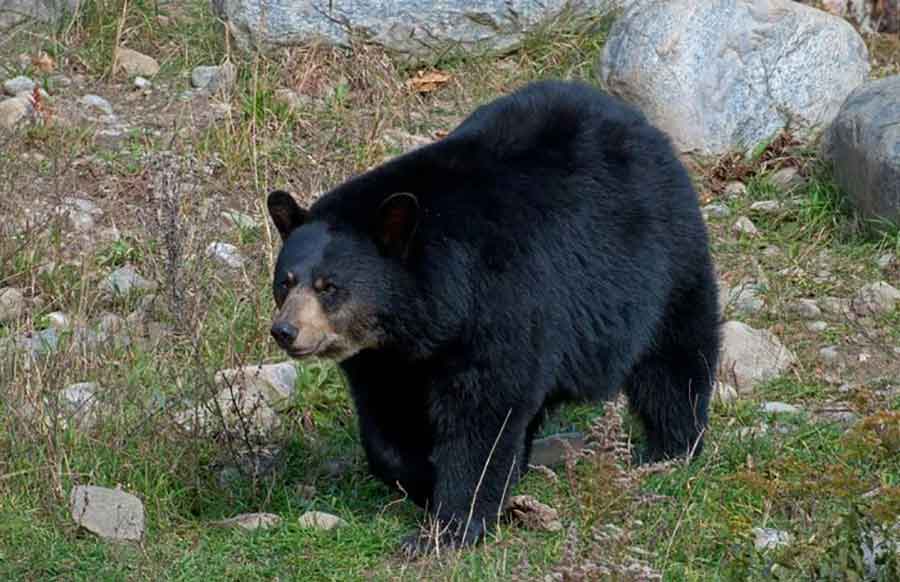 BIRA NAJBOLJE Medvjed redovno posjećuje vinograd i jede samo NAJSKUPLJE ...