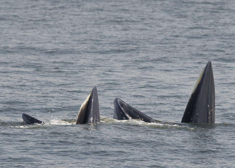 POGREŠNO SKRETANJE Grbavi kit zalutao u rijeku punu krokodila - Srpskainfo