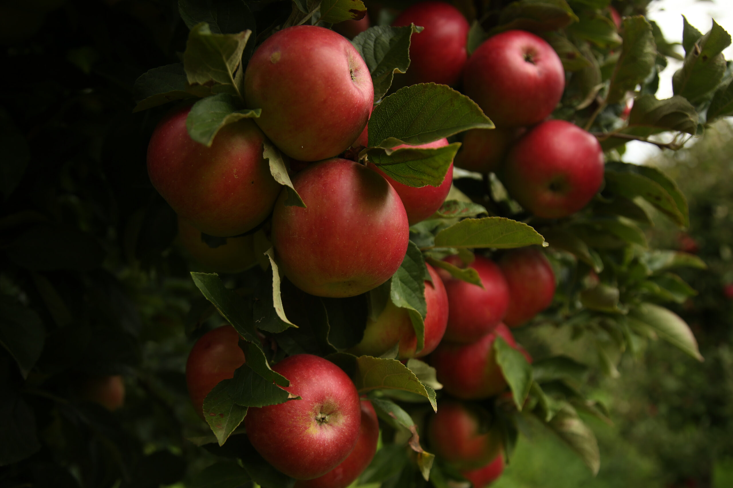 Iz predostrožnosti se povlači "BIO sok od jabuke": Moguće prisustvo ...