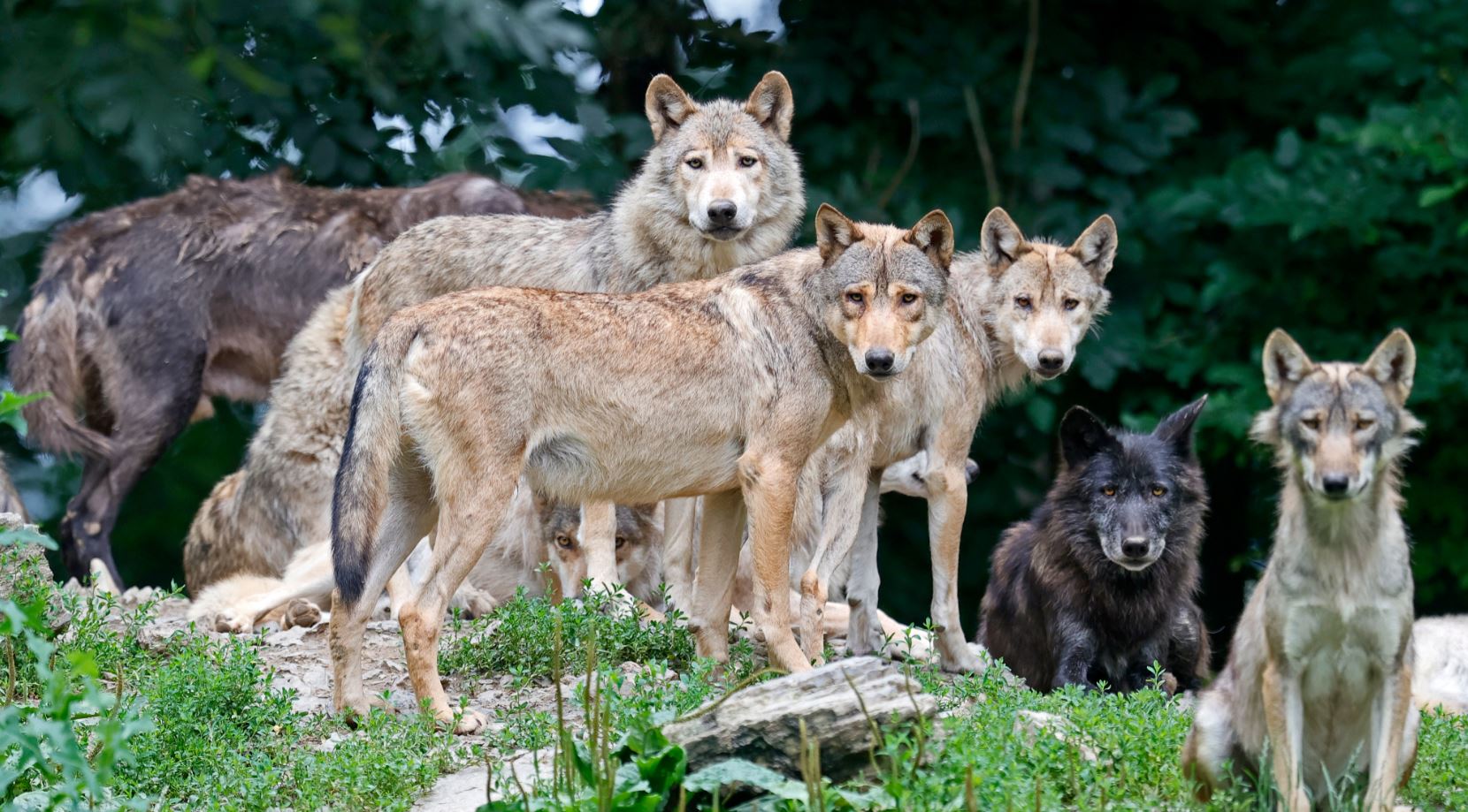 ČOPOR VUKOVA SAČUVAO PRIRODU Biljni svijet nacionalnog parka bio pred ...
