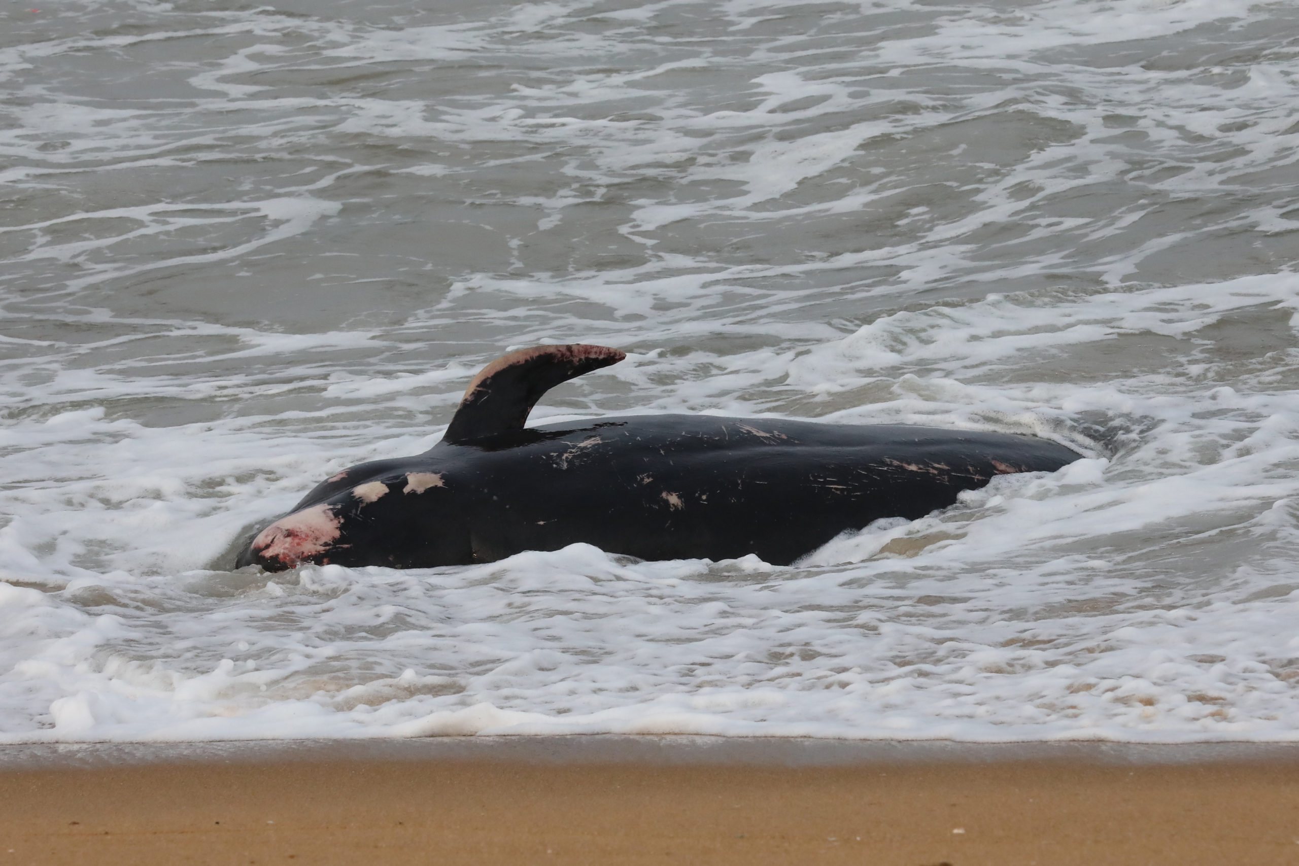 VOLONTERI SPASAVAJU NASUKANE KITOVE Pokušavaju iskoristiti plimu da ...