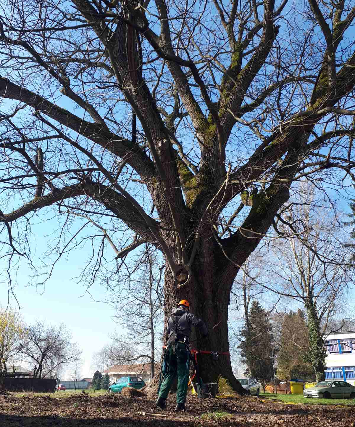 VIJEK I PO LIJEVČANSKOG KNEZA Na osjetljivom poslu orezivanja krošnje ...