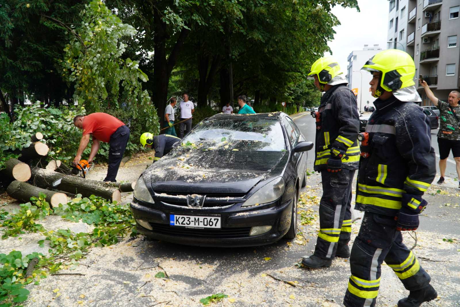 Banjaluci potreban katastar zelenih površina: Uklonjeno stablo lipe ...