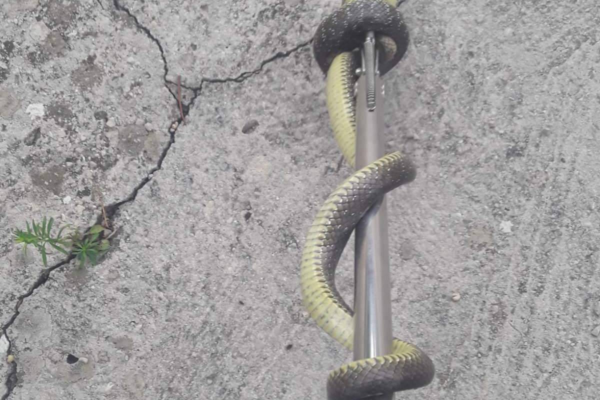 Zmija u centru Trebinja: Smuk prošetao novim naseljem (FOTO) - Srpskainfo