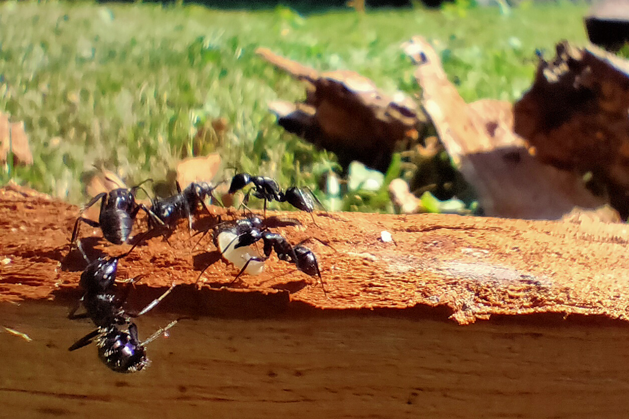 Riješite se mrava zauvijek uz samo je sastojak koji već imate u kuhinji