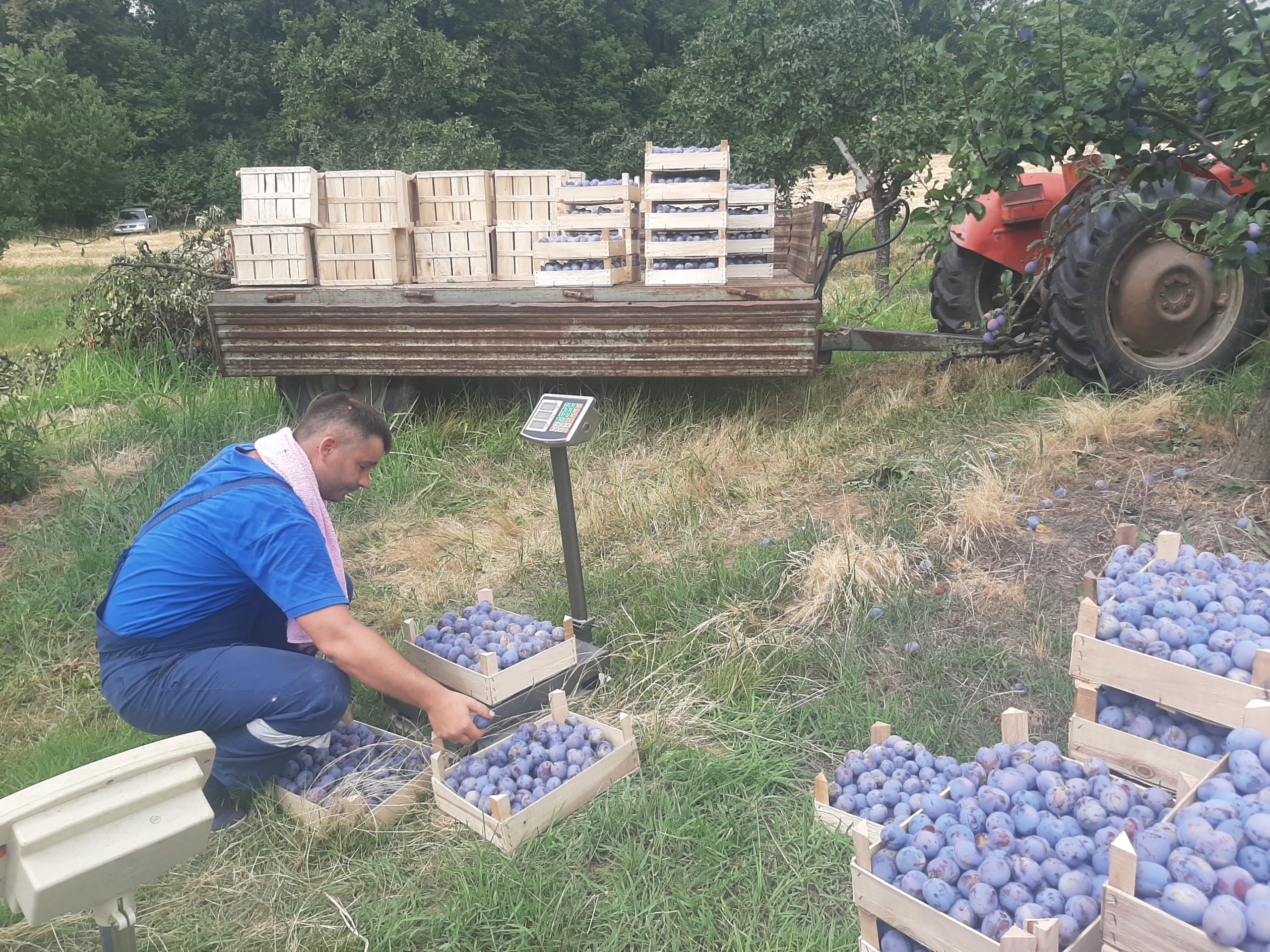 Dobar rod uprkos suši: Šljiva sa Majevice već stigla do Evropske unije ...