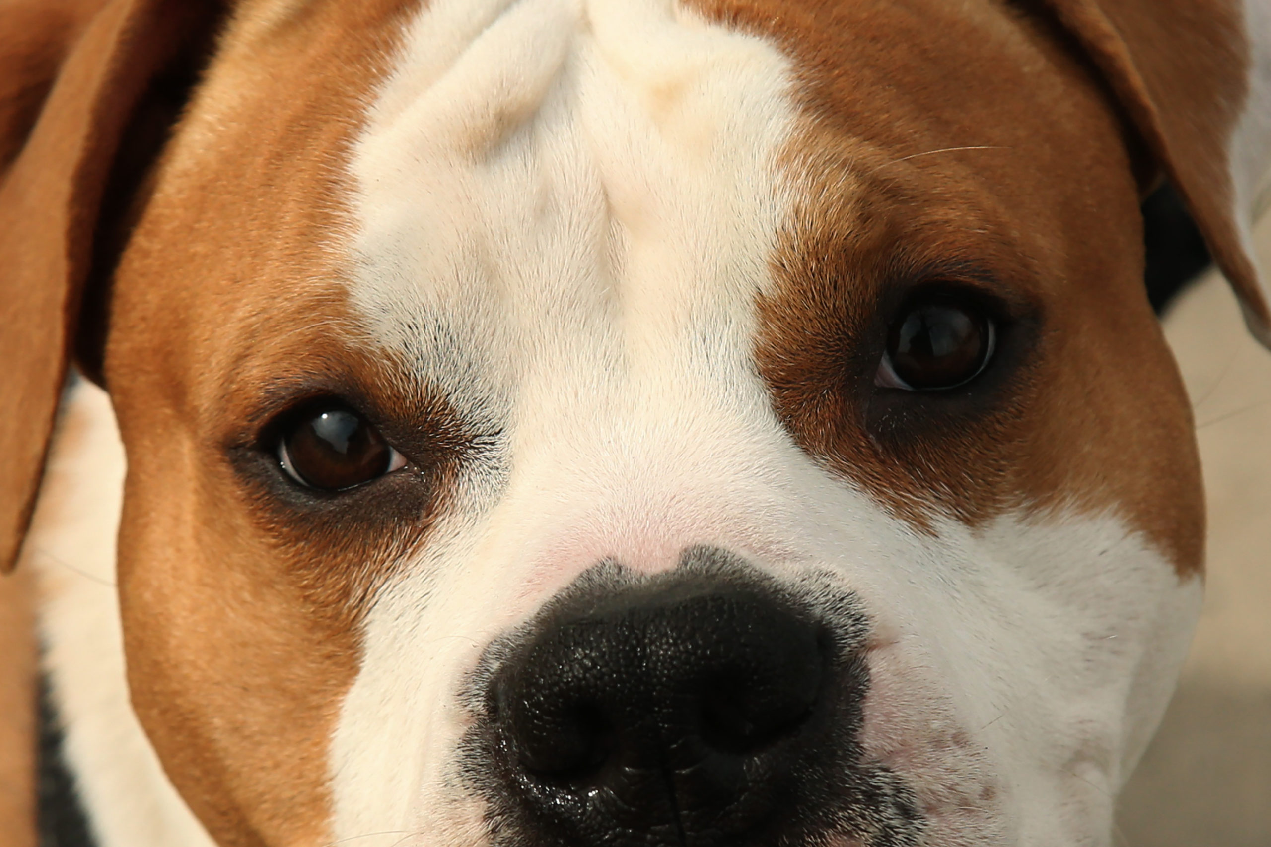 Uhvatili ga kod škole, bio je sav KRVAV: Pronađen pit bul koji je napao ...