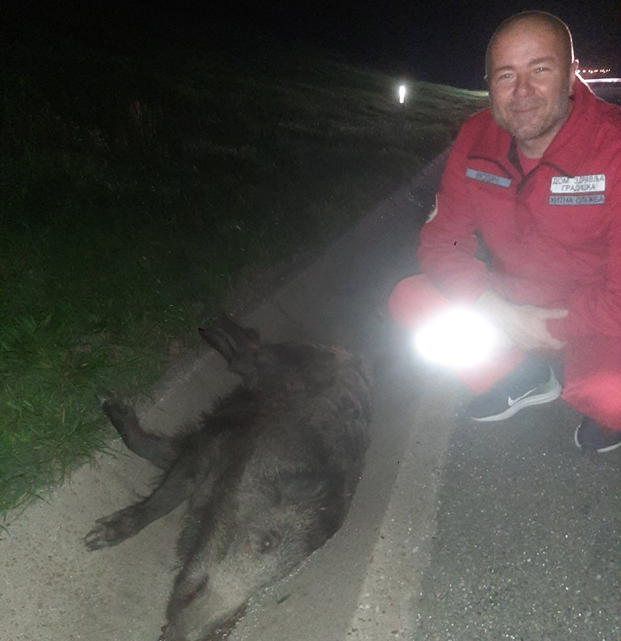 Nesvakidašnji udes na auto-putu kod Nove Topole: Krdo divljih svinja izazvalo saobraćajnu ...