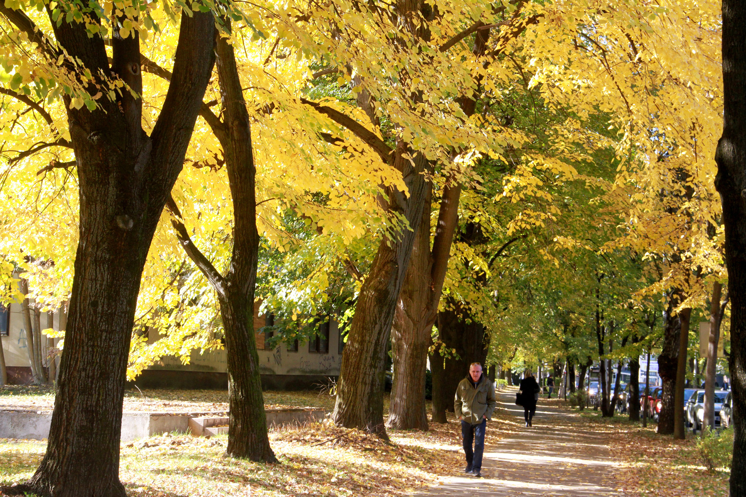 Istorija starogradske muzike kroz pjesme (9): Jesenje lišće (VIDEO ...