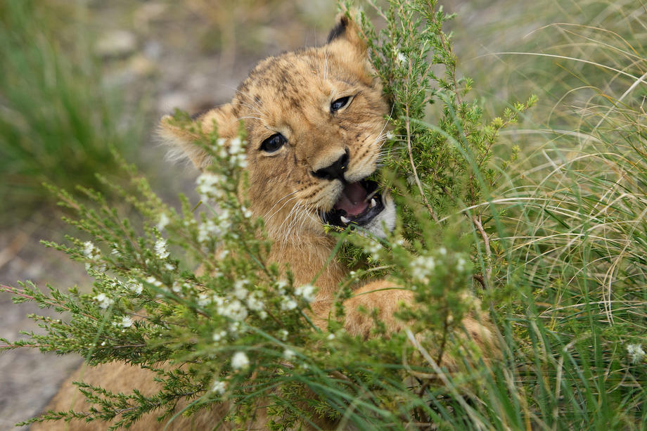 PRONAĐENO MLADUNČE LAVA Simba se jutros izgubio, ali priča je dobila ...