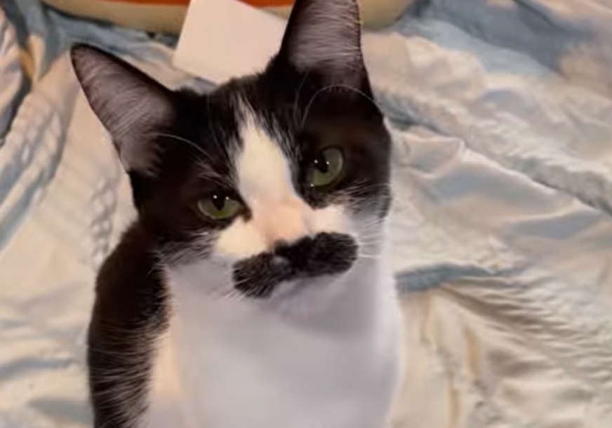 LEGENDE ŽIVE ZAUVIJEK Ovaj mačak neodoljivo podsjeća na slavnog ...