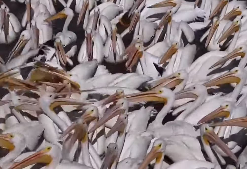 PRELIJEP PRIZOR Hiljade pelikana dočekuju turiste u Meksiku (VIDEO ...