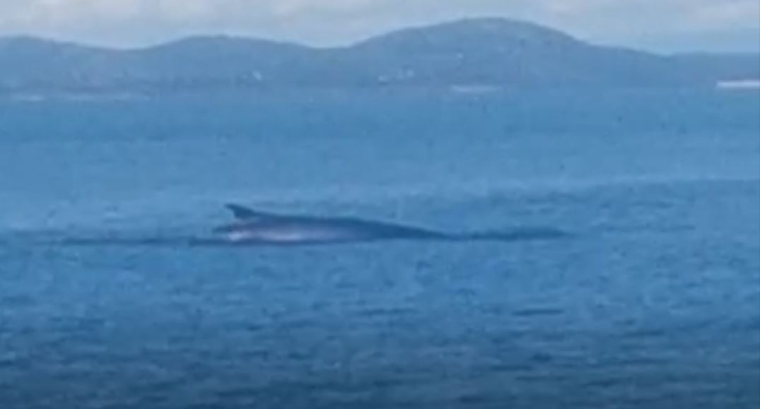 "Nije čest gost" Kit dug 15 metara snimljen u Jadranskom moru - Srpskainfo