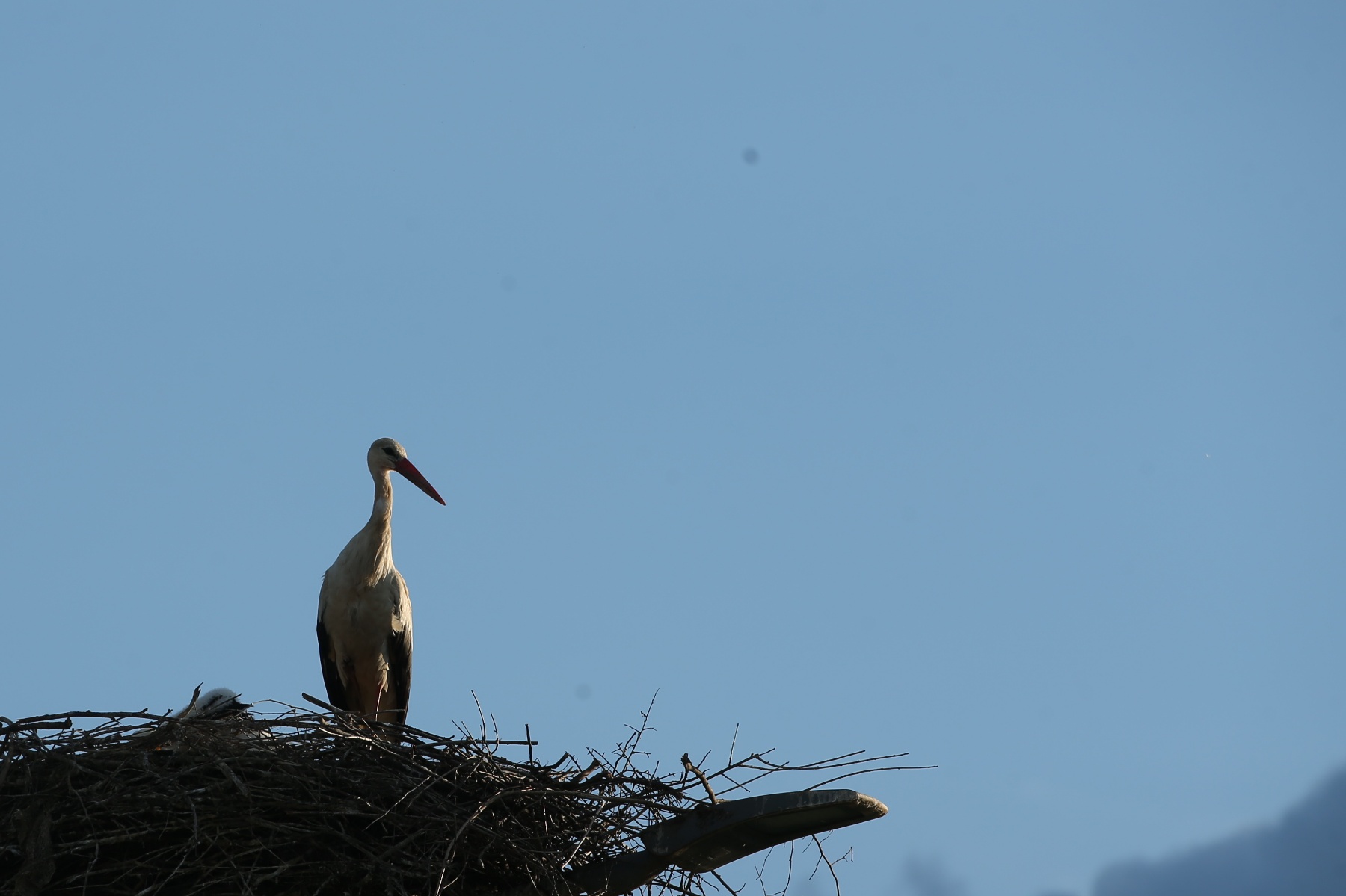 Rode na banderama napravile gnijezda u Oštroj Luci