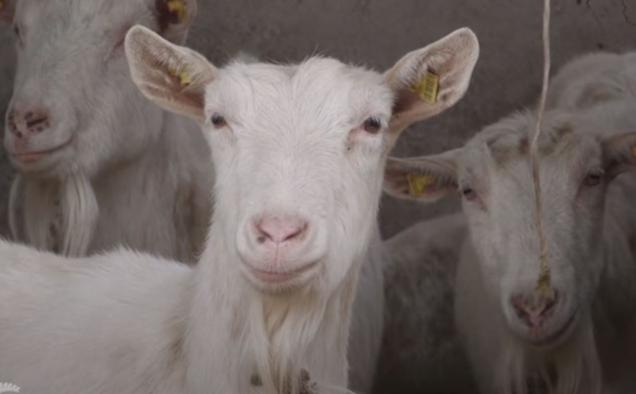 Koza se popela na krov kuće, vatrogasci je uspjeli uhvatiti