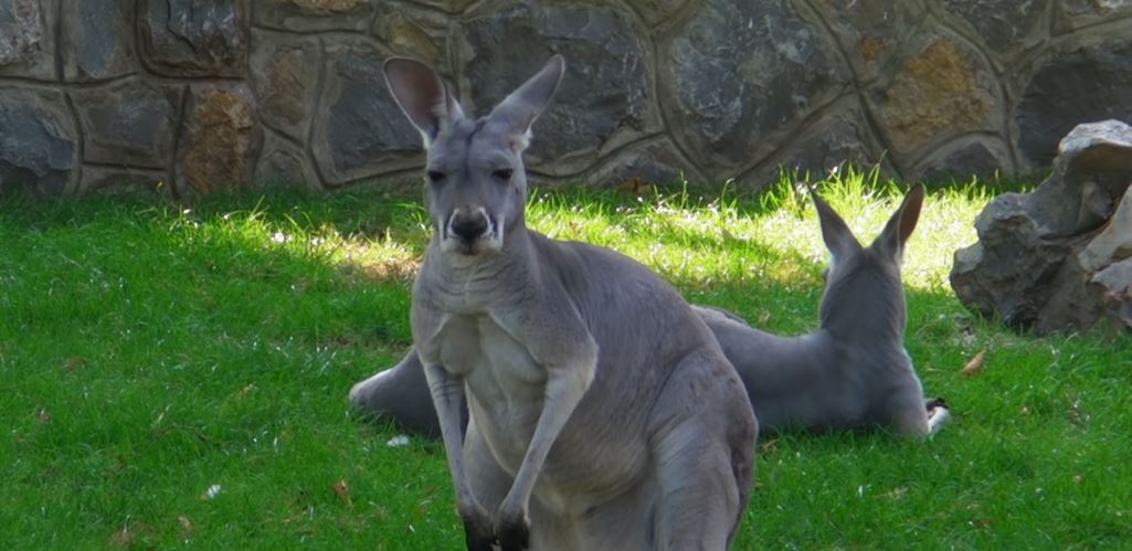 Fotografije iz divljine koje su najsmješnije u 2023. godine, pobjednik je kengur gitarista