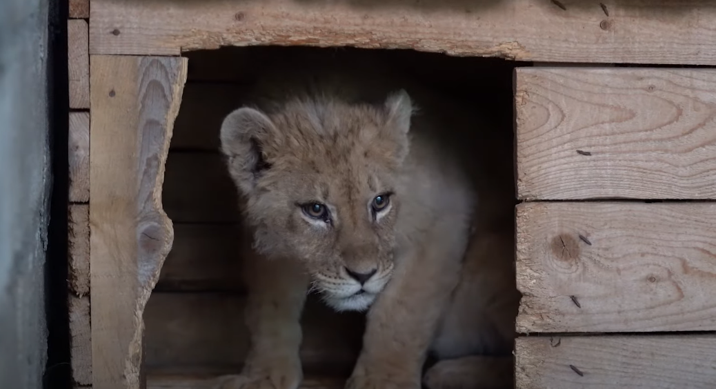 Bio poznat pod nadimkom Simba, sada je Holandiji: Ovo je lav koji je ...