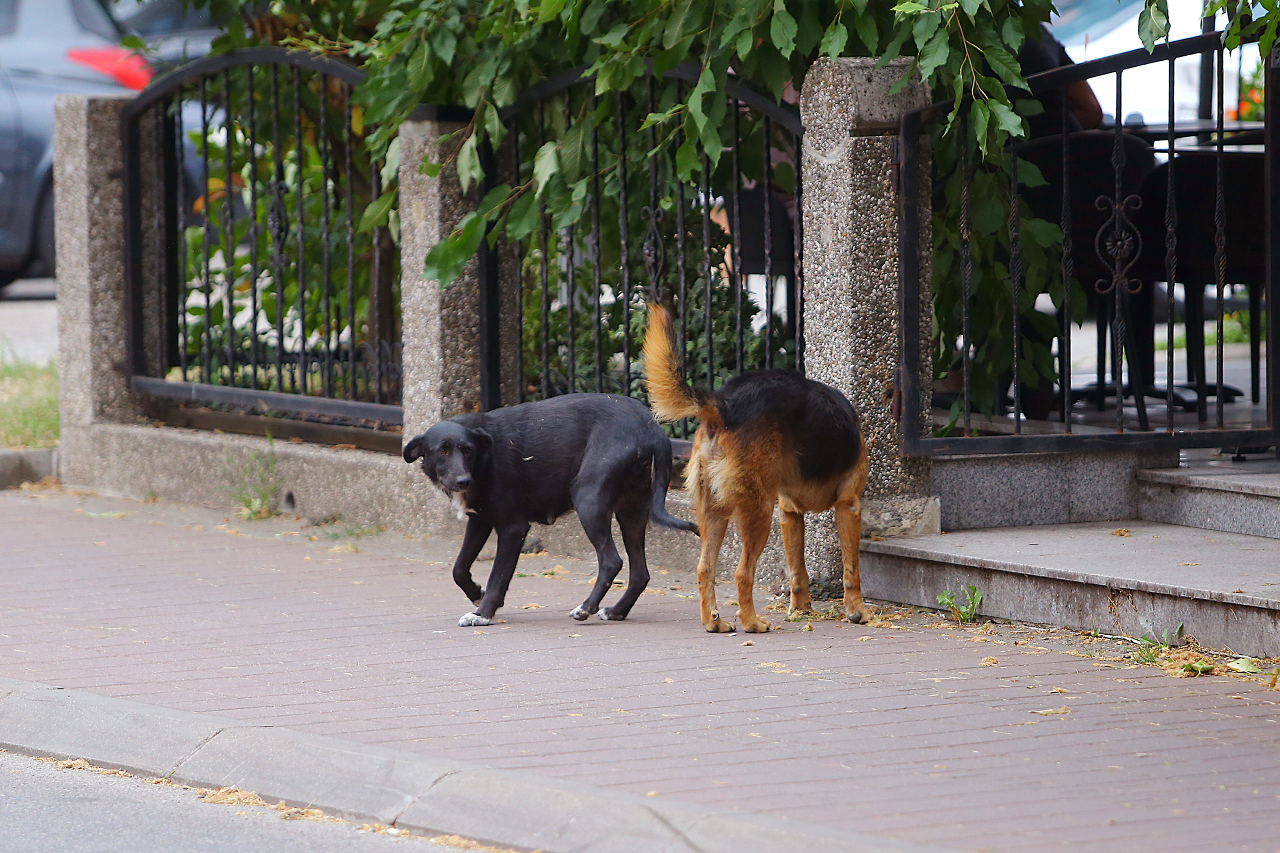 Psi lutalice izujedali djevojčicu (10) u Novom Pazaru