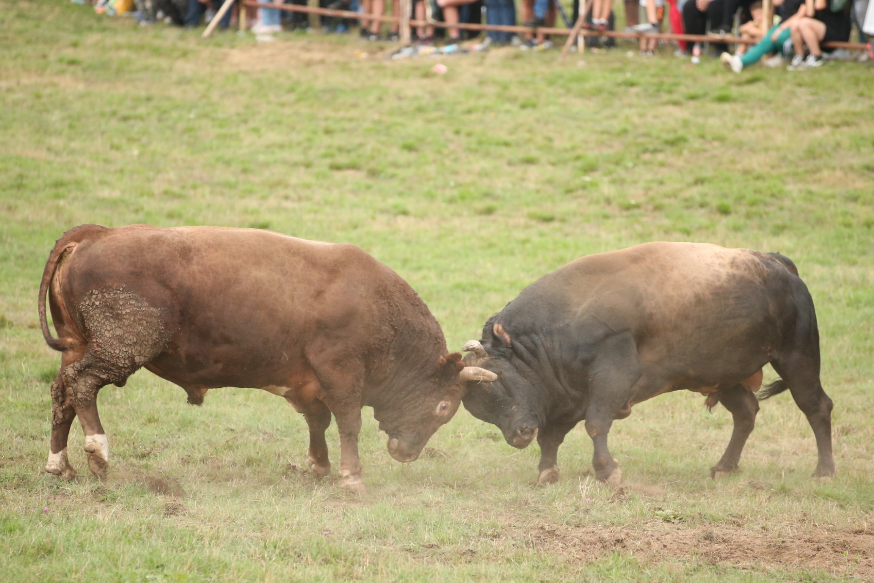 AGRESOR NA MANJAČI Na bukalištu se pojavili Tajson i Hajduk, a najviše ...