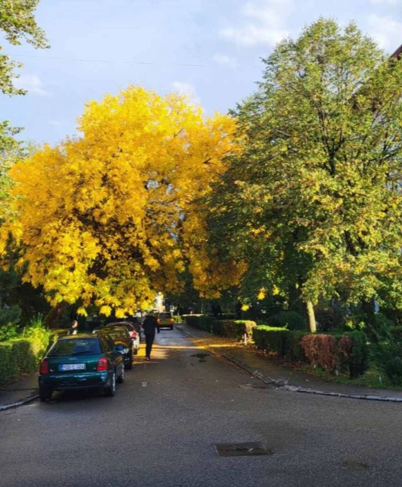 Jesen u gradu na Vrbasu: Krošnje poprimile žutu boju - Srpskainfo