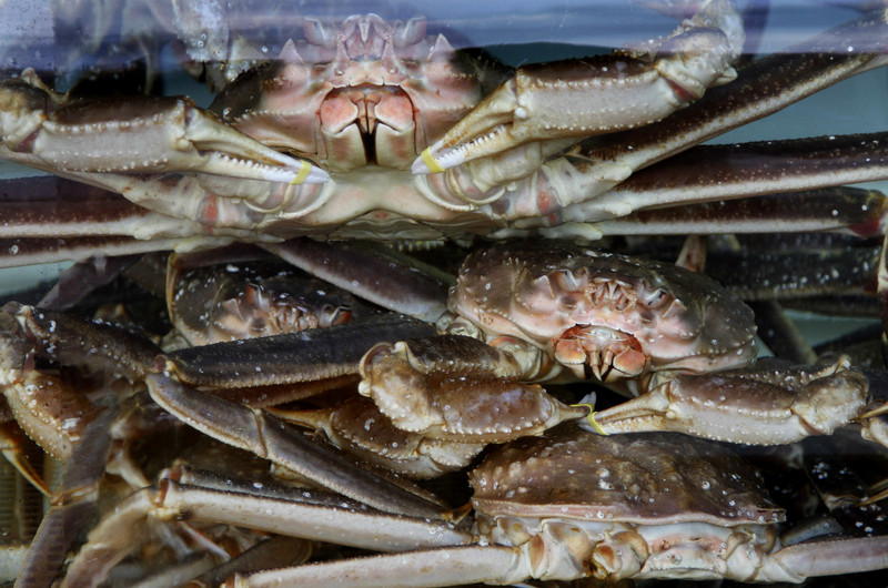 O razlozima se nagađa: Milijarde snježnih rakova nestalo iz Beringovog ...