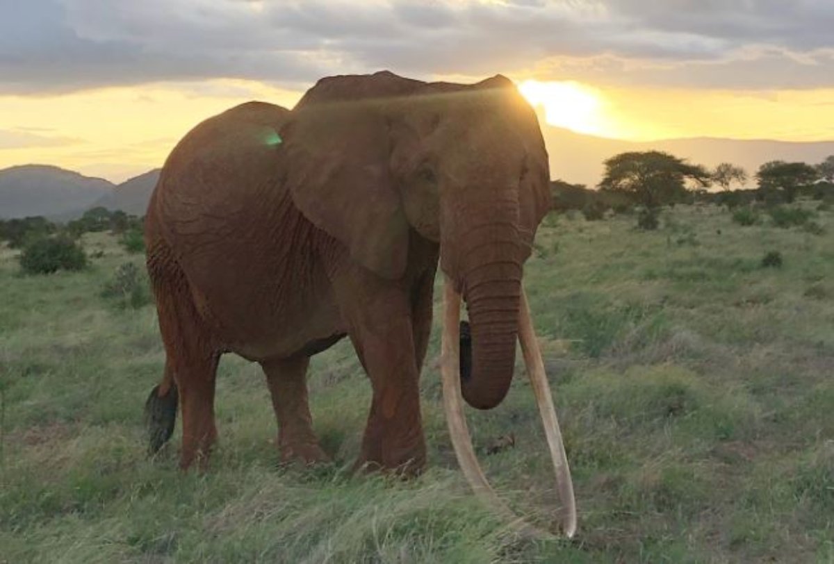 Kljovama je strugala po zemlji: Najveća ženka slona u Africi uginula u ...