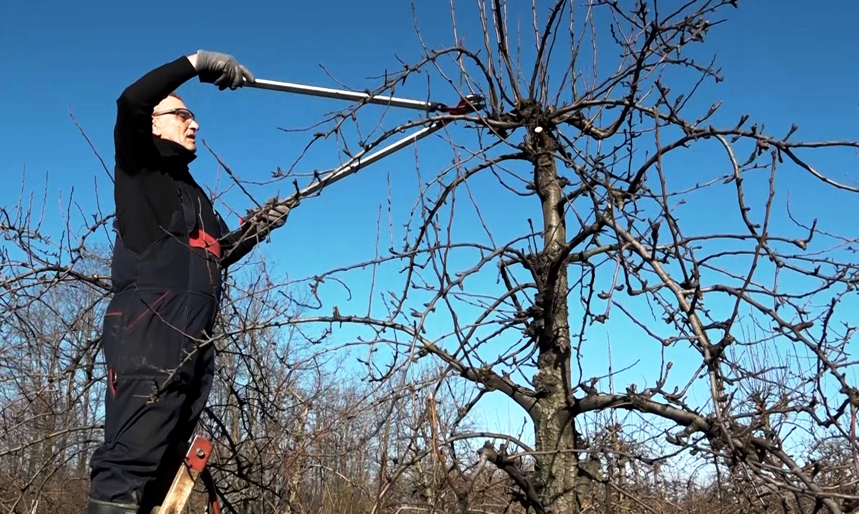 Zimsko orezivanje voća u punom jeku