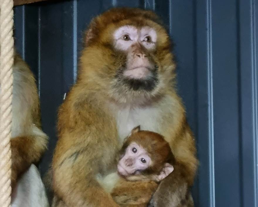 Majmuni vraćeni u zoo vrt kod Prijedora (FOTO)