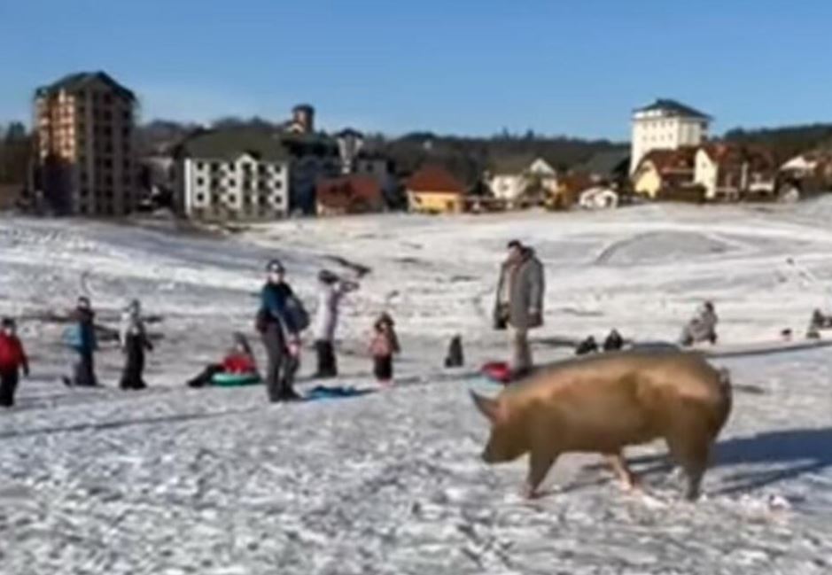 Svinja uletjela na stazu za skijanje i zabava je počela