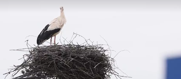 Rode na banderama napravile gnijezda u Oštroj Luci