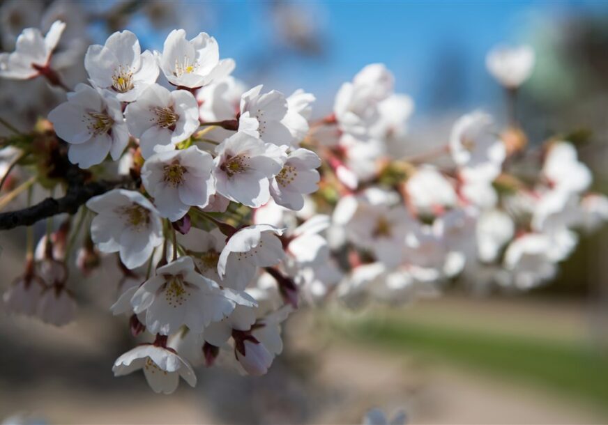Simbol proljeća: Da li znate šta je to sakura? - Srpskainfo