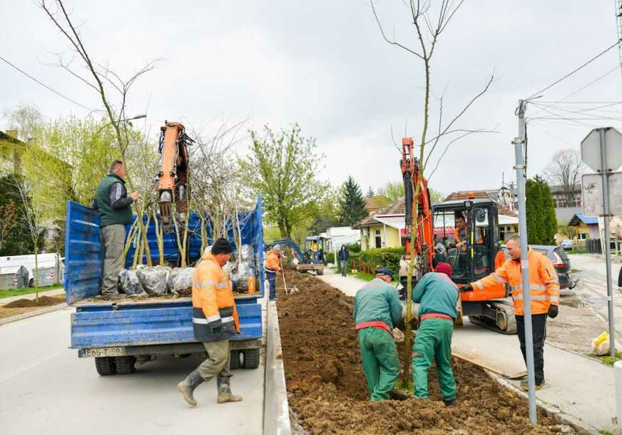 Bulevar Stepe Stepanovića biće bogatiji za preko 100 novih sadnica