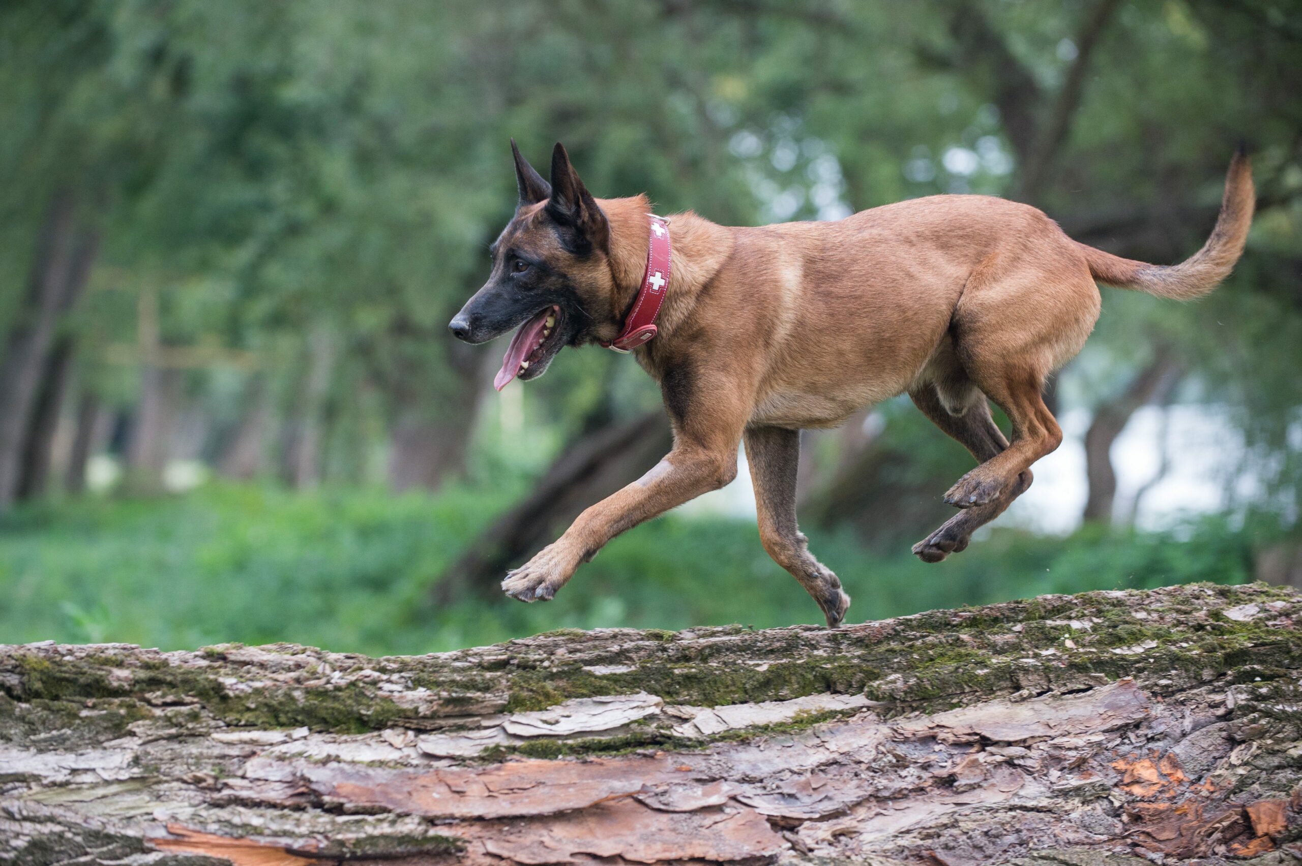 Psi povrijedili 4 djece, vlasnik već kažnjavan