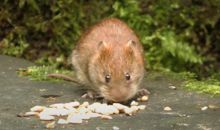 Kako da vam miševi nikada ne uđu u kuću